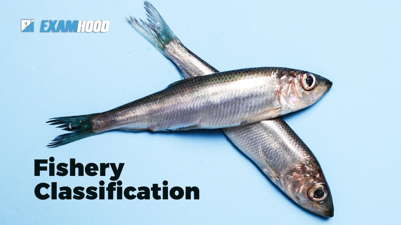 Fishery Classification