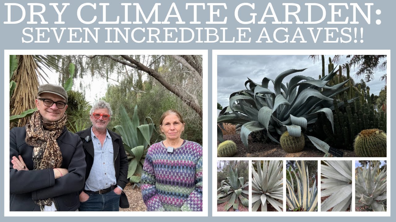Dry Climate Garden: Plant Profile - Agaves!!