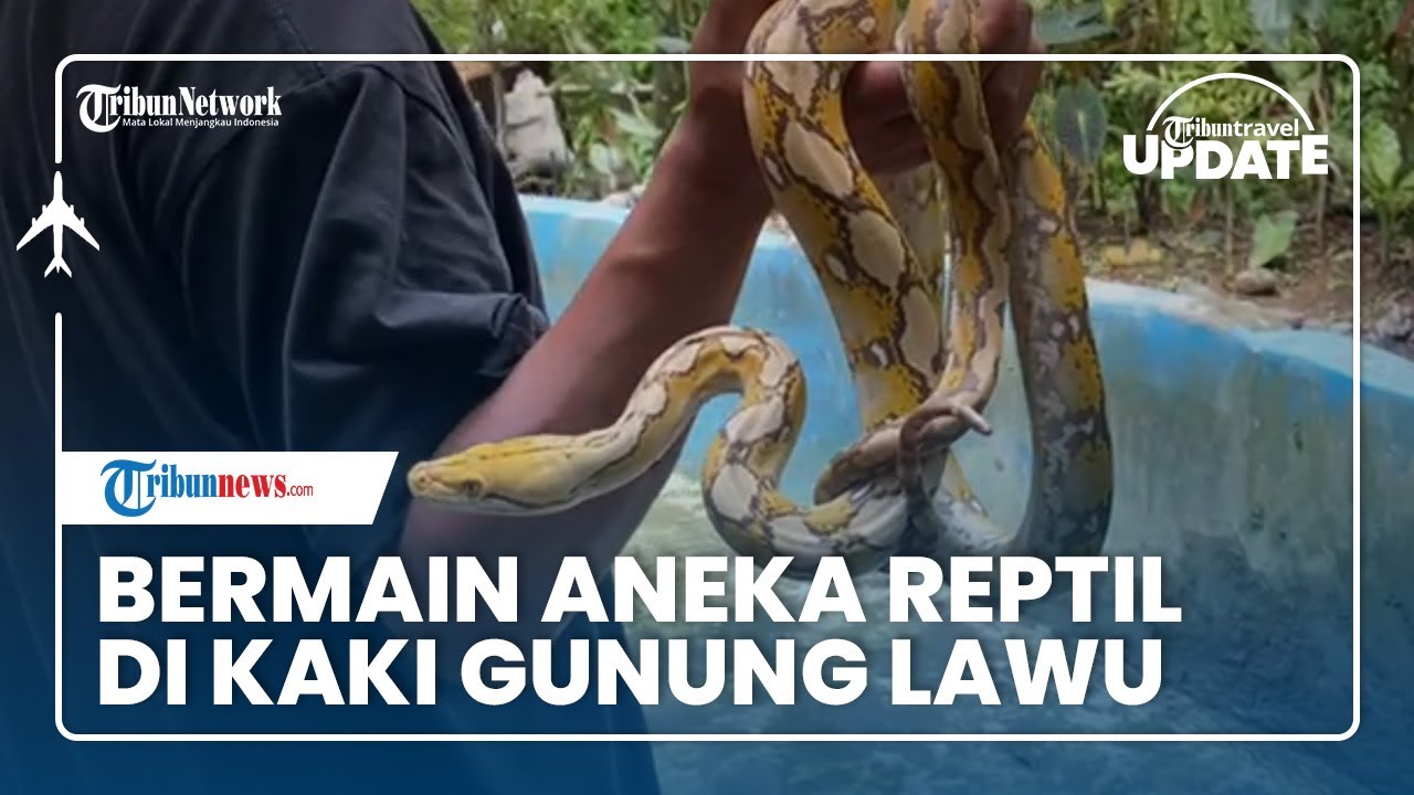 Bermain hingga Berfoto dengan Beragam Reptil di Kebun Binatang Mini ...