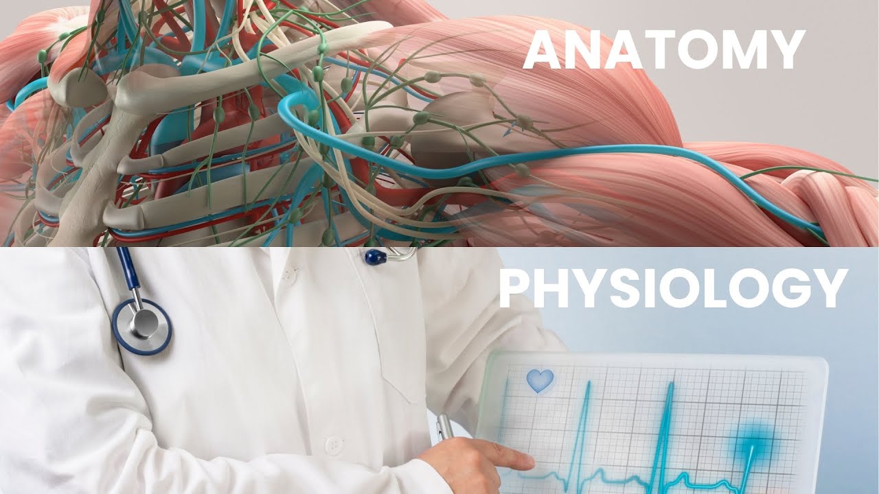 Anatomy vs Physiology - the differences and similarities