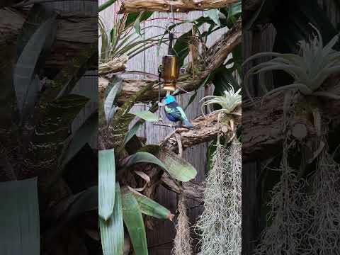 Tanager Munchies Time