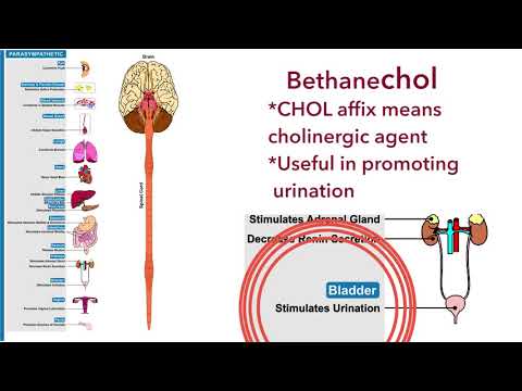 Bethanechol and pilocarpine: Direct acting cholinergic agonists