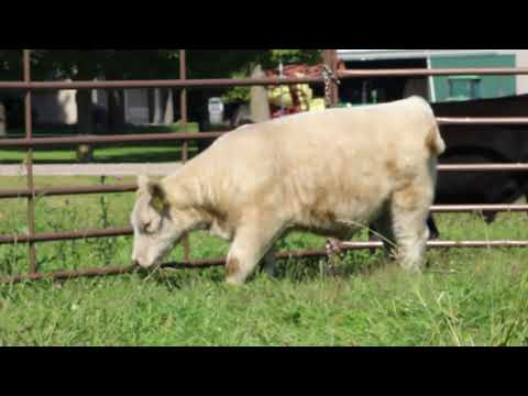 K Bar K Cattle Silver Sale - 901G