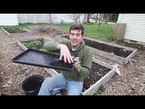 How to Propagate and Root Elderberry Cuttings