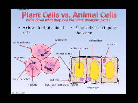 What cells are like (Grade 7)