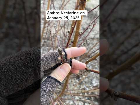 Ambre Nectarine on January 25, 2025