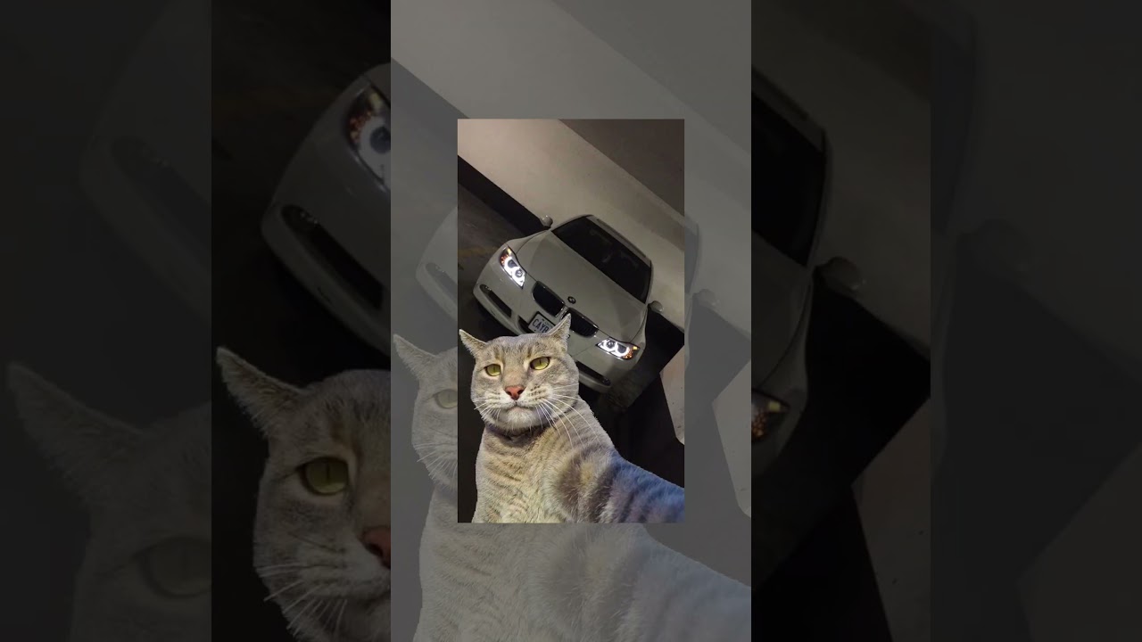 TRY NOT TO CHANGE THE WALLPAPER [CAR  + CAT]   PT.6