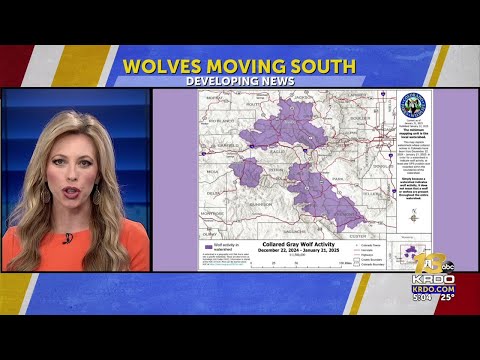 Ranchers hope to protect livestock as gray wolf moves south