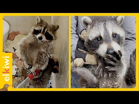 Salvaje mapache cae por el techo de un baño