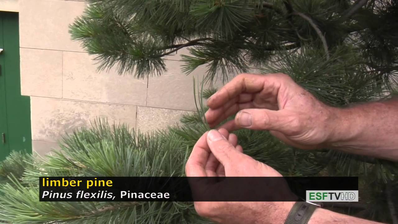 Trees with Don Leopold - limber pine