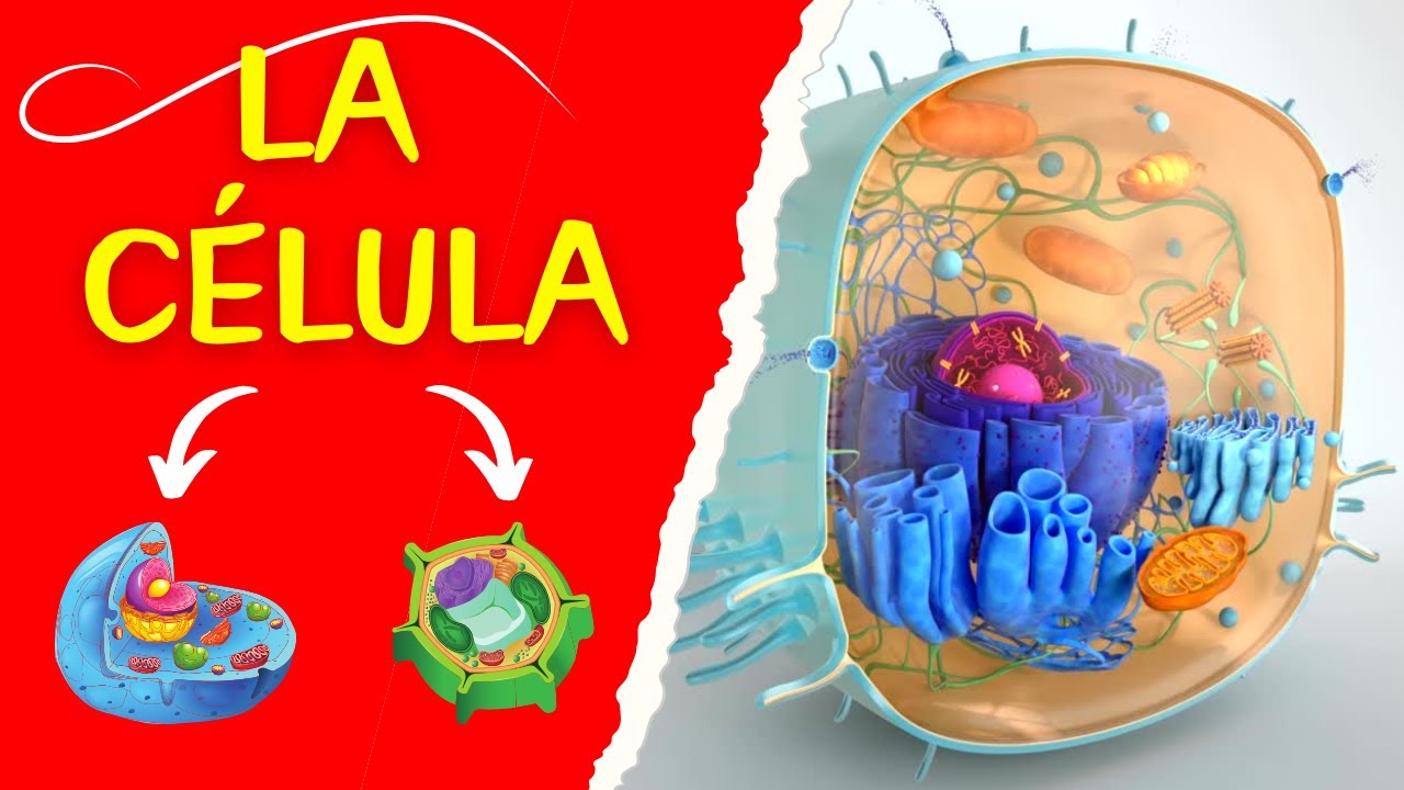 🧬LA CÉLULA: LA UNIDAD BASICA DE LA VIDA | Biología Celular