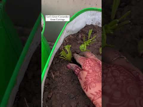 dhaniya cutting se kaise lagaye|| How to grow coriander leaves from cutting #shorts #ytshorts