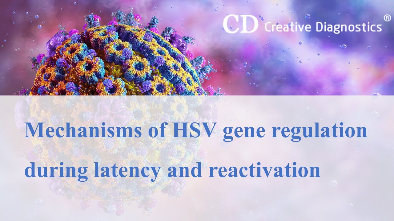 Mechanisms of HSV gene regulation during latency and reactivation