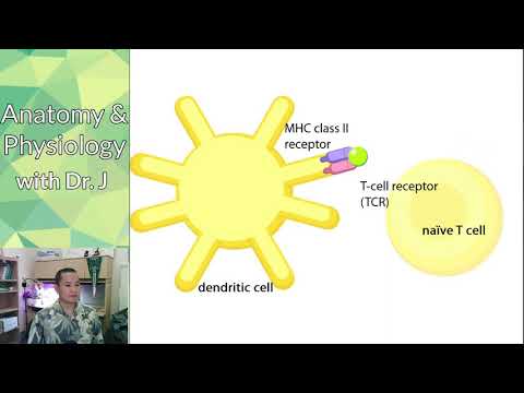 PHYL 142 | Immune | Memory T & B Cells and Vaccines