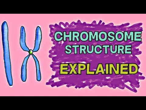 CHROMOSOME STRUCTURE - CHROMATIN, CENTROMERE, CONDENSED, UNCONDENSED, DUPLICATED, UNDUPLICATED