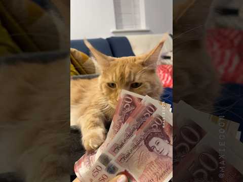 How Much It Costs To Have Maine Coon Cats π¬πΈ #catfacts #mainecoon