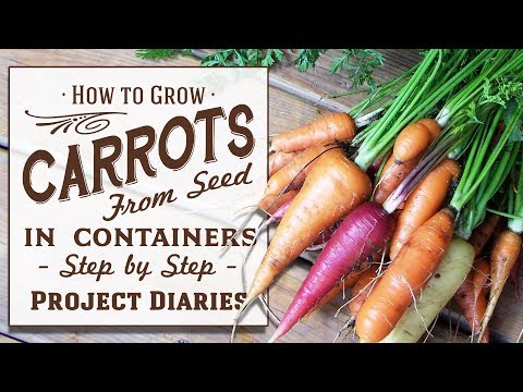 ★ How to: Grow Carrots from Seed in Containers (A Complete Step by Step Guide)