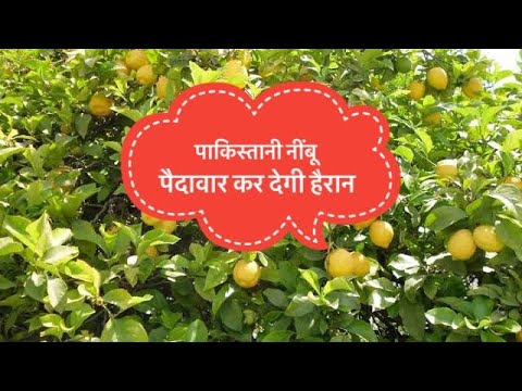 Lemon Tree - Wholesale Price & Mandi Rate for Lemon Plant in India