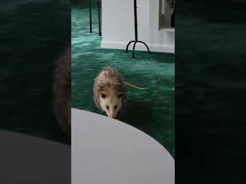 opossum responds to food call