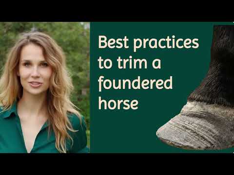 🐴 Laminitis & Founder in Horses: What Happens Inside 🐎 & How to Trim Right 🪛