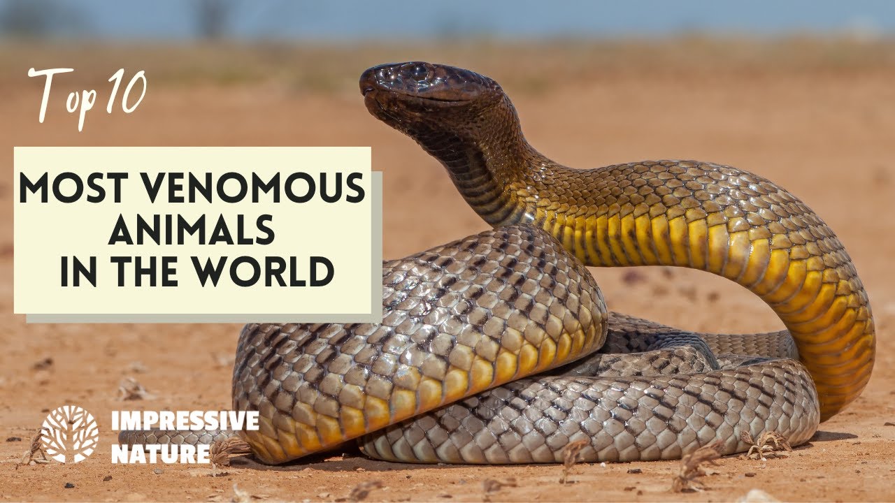 Top 10 Most Venomous Animals in the World! 🕷️🐍