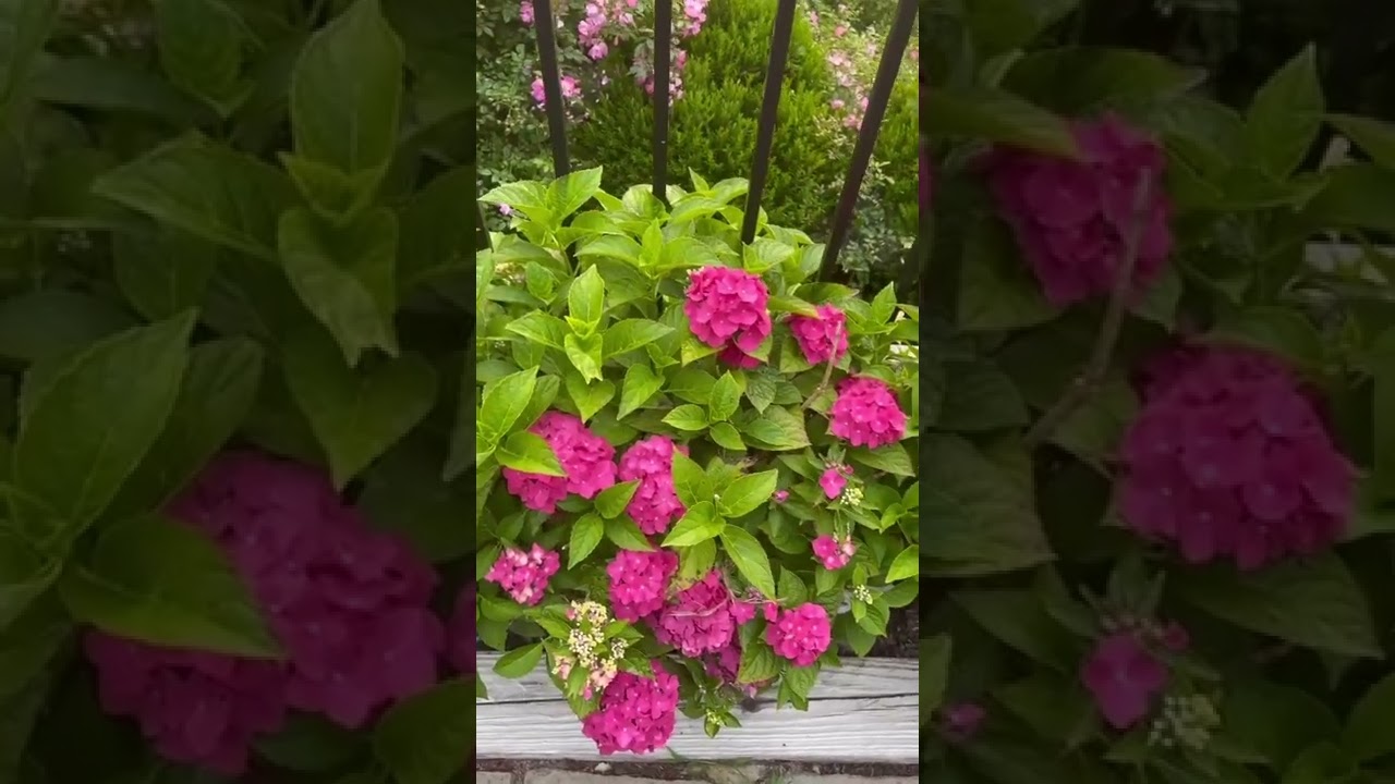 #TreeTipTuesday - Hydrangea macrophylla ‘Pink Elf’