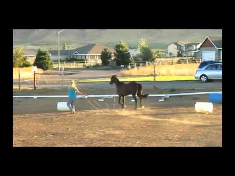 Dawn Fulton and Midnight's Level 3 Online Test