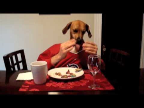 My Dog 'Juno' Makes Youtube Debut | The Raw Deal