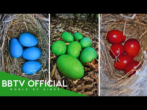 30 Most Unique Bird Eggs In The World! | Wildlife Documentary | BBTV Official