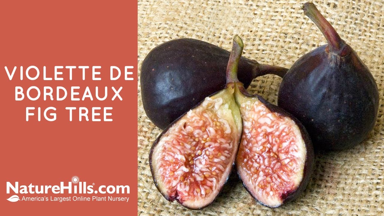 Violette de Bordeaux Fig | NatureHills.com