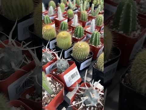Prickly Line-Up at Minnesota's Destination Garden Center | Gertens | YouTube Shorts