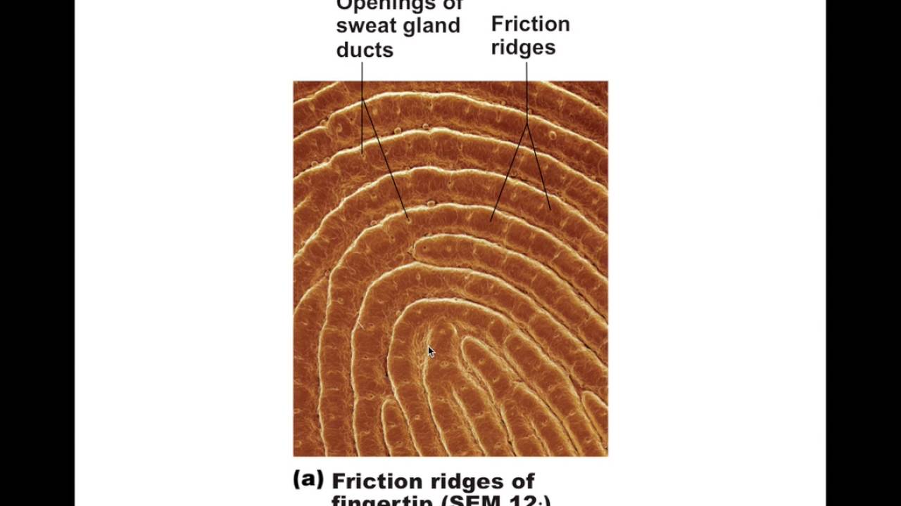 Chapter 5.3 Dermis BIO201