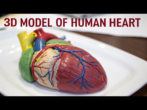 How many chambers does the human heart have | Human Anatomy | Heart AI Art