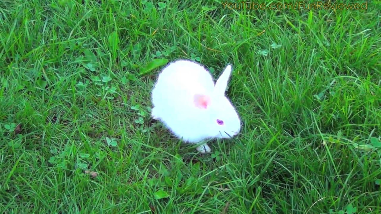 White Bunny With Red Eyes