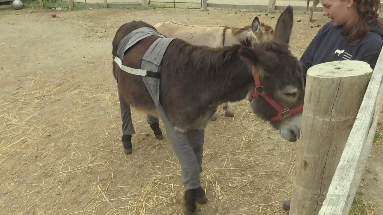 Dapper donkey turning heads with custom-made pants