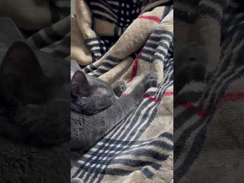Great Mr Grey kneading (making biscuits) Watch Great Mr Grey, a ...