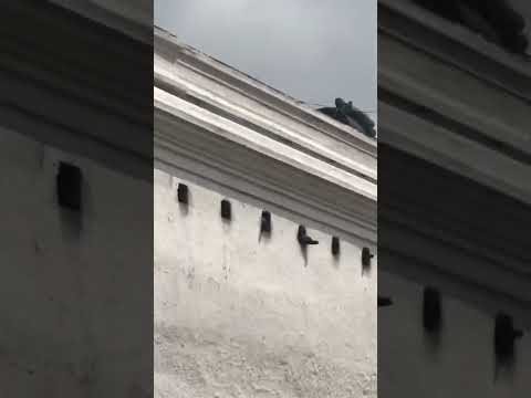 Pigeon hole
