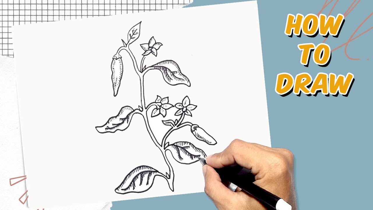 How to Draw Cayenne Pepper