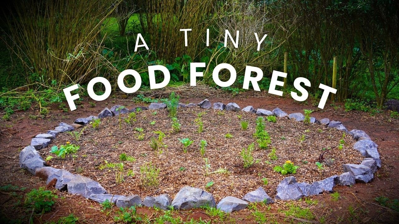 How I turn empty land into a mini food forest (start to finish)