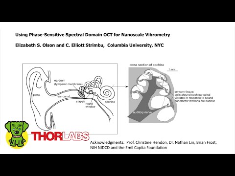 Using Phase-Sensitive Spectral Domain OCT for Nanoscale Vibrometry