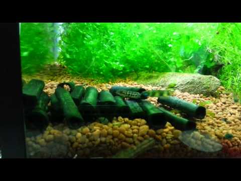 Julidochromis transcriptus and Epiplatys annulatus