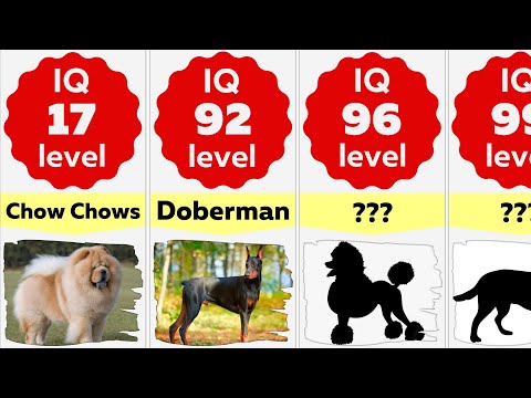 Comparison: Smartest Dog Breeds Ranking | Most Intelligent Dog Breeds In The World