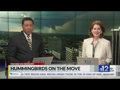 Focused on Mississippi: Return of the Hummingbirds