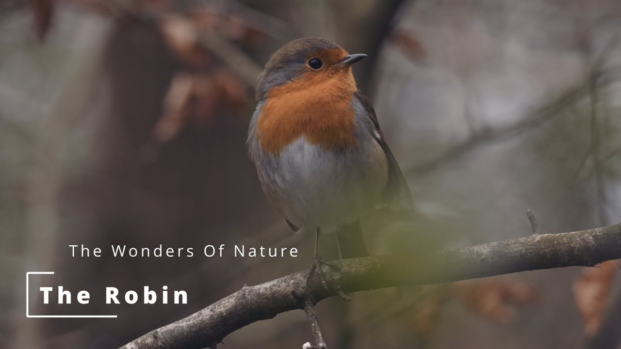The Robin Documentary