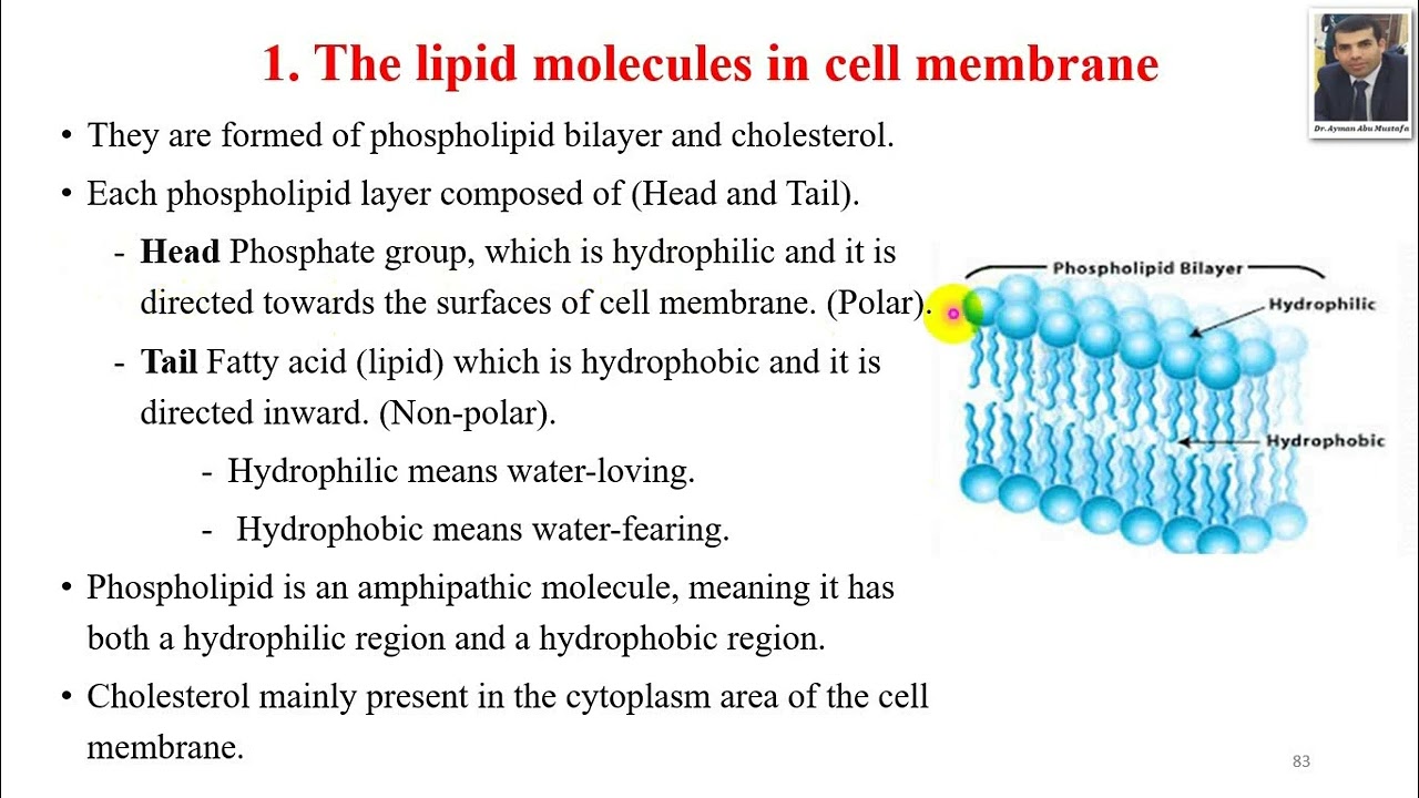 Understanding the Cell Membrane: Structure and Function | Galaxy.ai