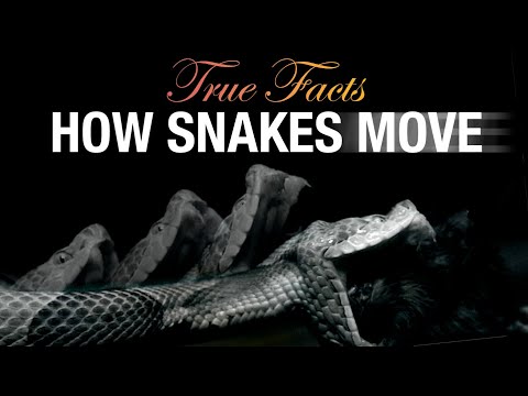 True Facts: How Snakes Move – Scottie's Playtime