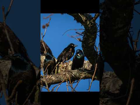 Thousands of Common Grackles in my Yard! #grackle #migration #backyardbirdwatching #wildlife