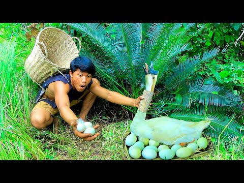 In forest there are geese and eggs | Found geese eggs for cook dinner eating with lettuce
