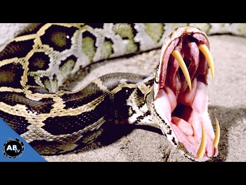 Giant Python Strikes Snake Man! Ep.423 : SnakeBytesTV : AnimalBytesTV