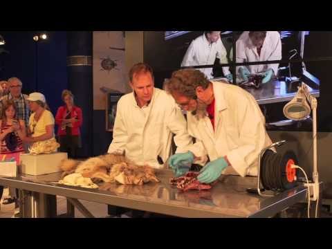 Dead Dutch wolf’s dissection, video | Dear Kitty. Some blog